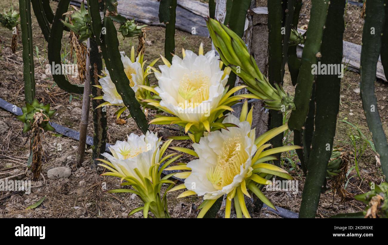 Stay open, bloom, withered pitaya flower Stock Photo - Alamy