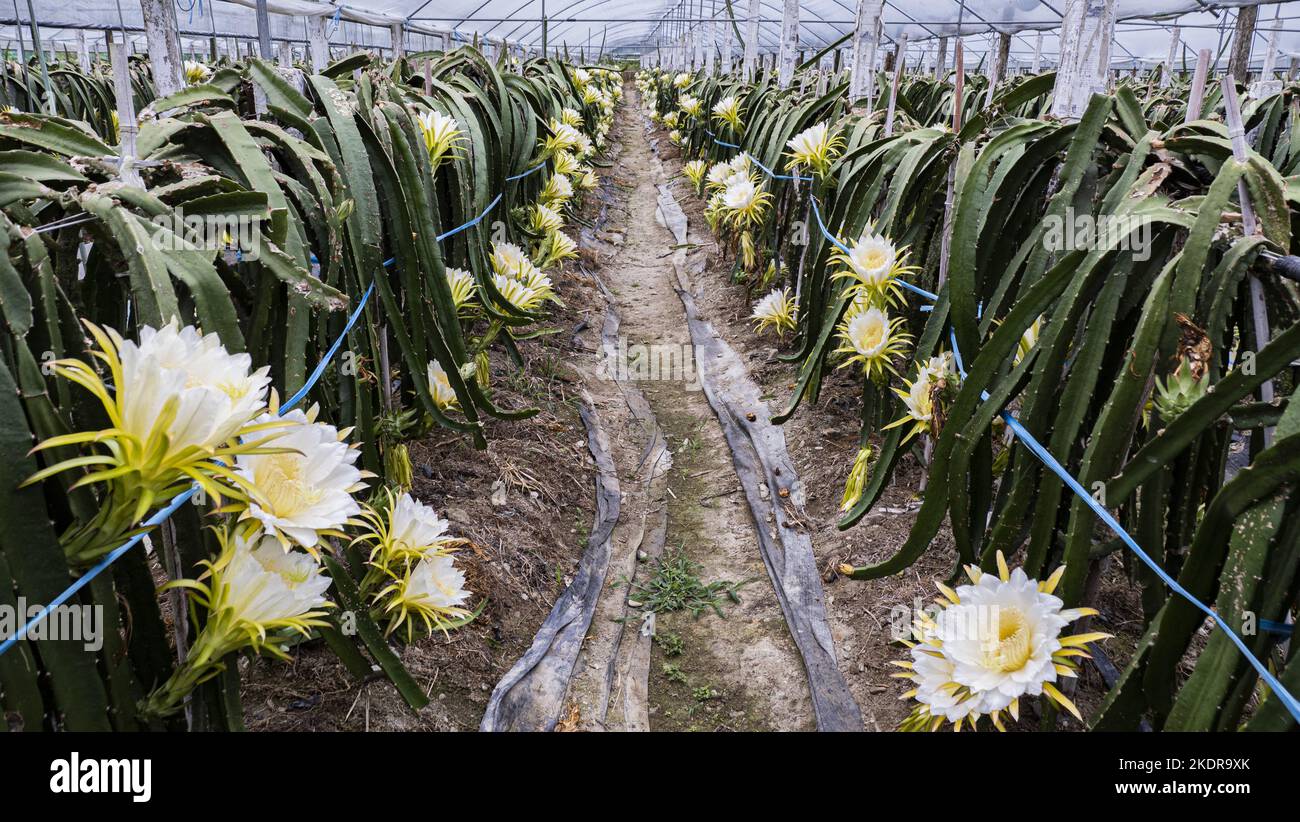 Jade dragon fruit hi-res stock photography and images - Alamy