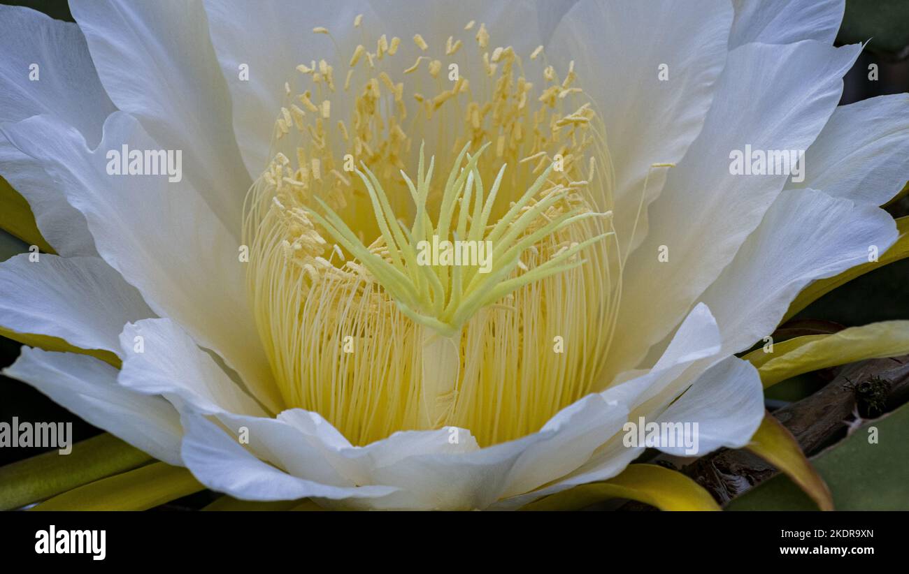 Jade dragon fruit hi-res stock photography and images - Alamy