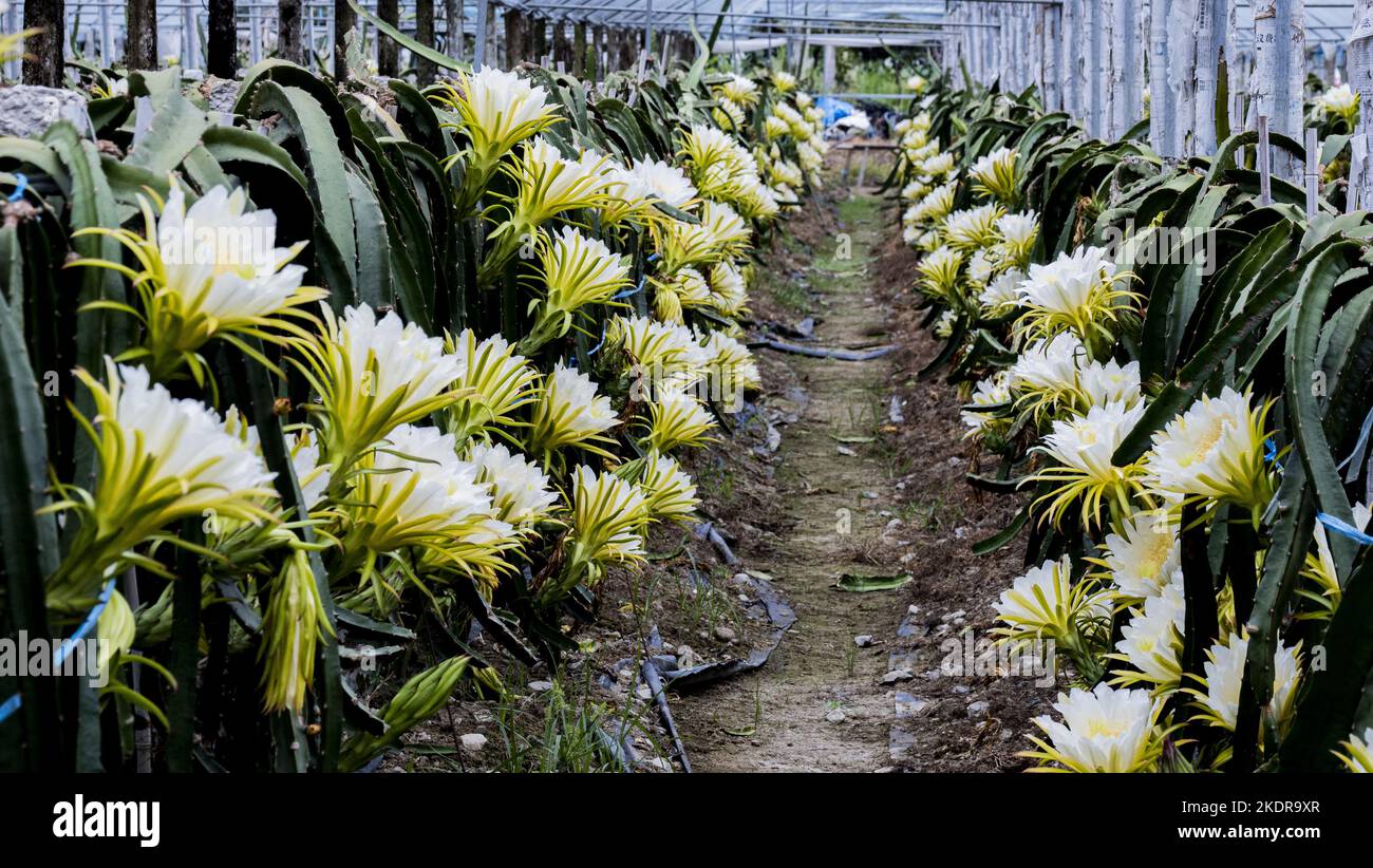 Jade dragon fruit hi-res stock photography and images - Alamy