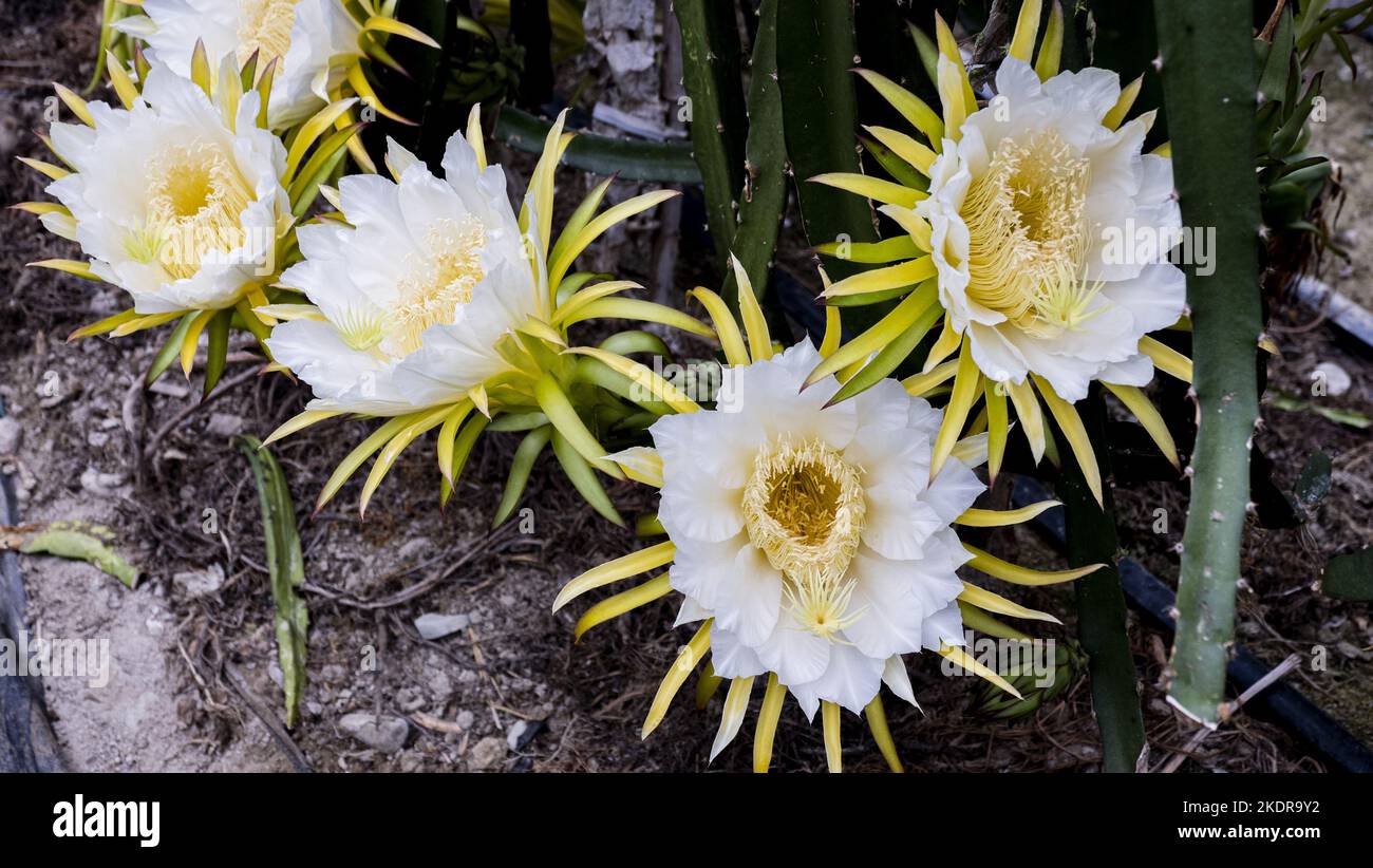Jade dragon fruit hi-res stock photography and images - Alamy
