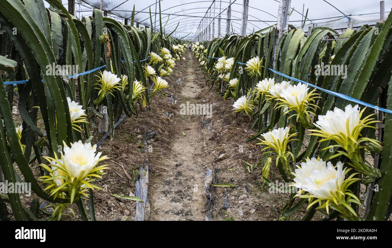 Jade dragon fruit hi-res stock photography and images - Alamy