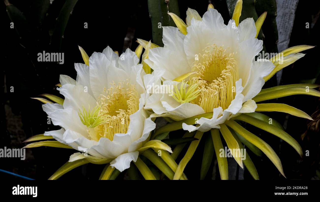 Reducing aging hi-res stock photography and images - Alamy