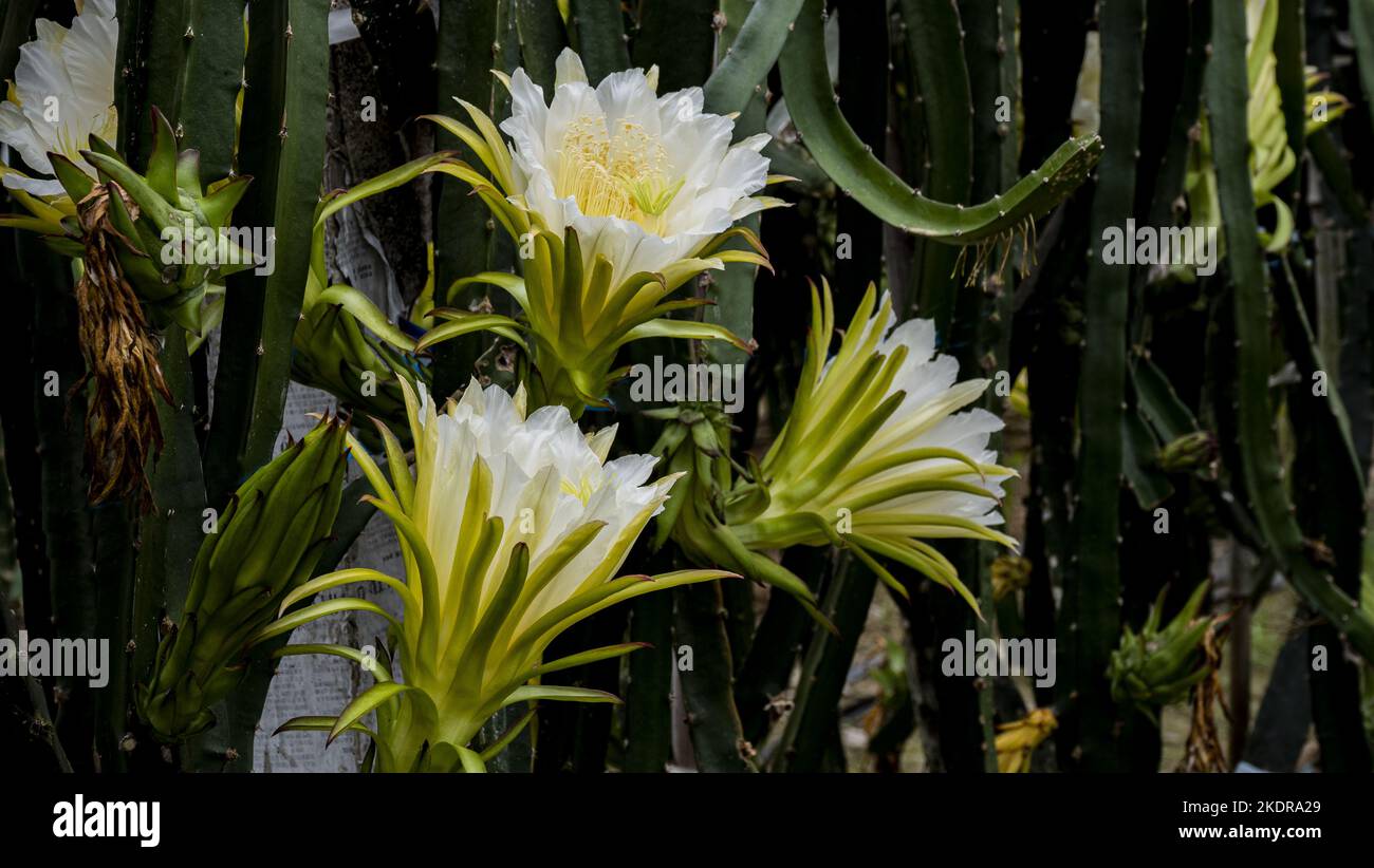 Stay open, bloom, withered pitaya flower Stock Photo - Alamy