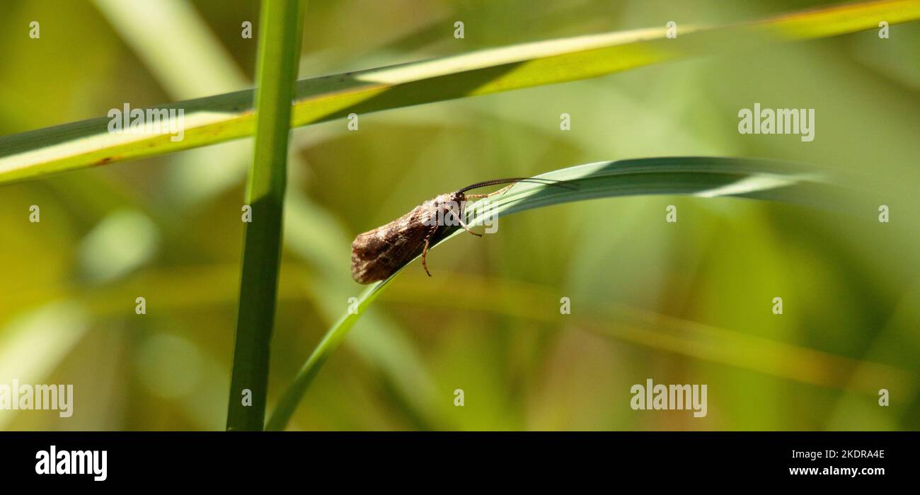 Caddis flies hi-res stock photography and images - Alamy