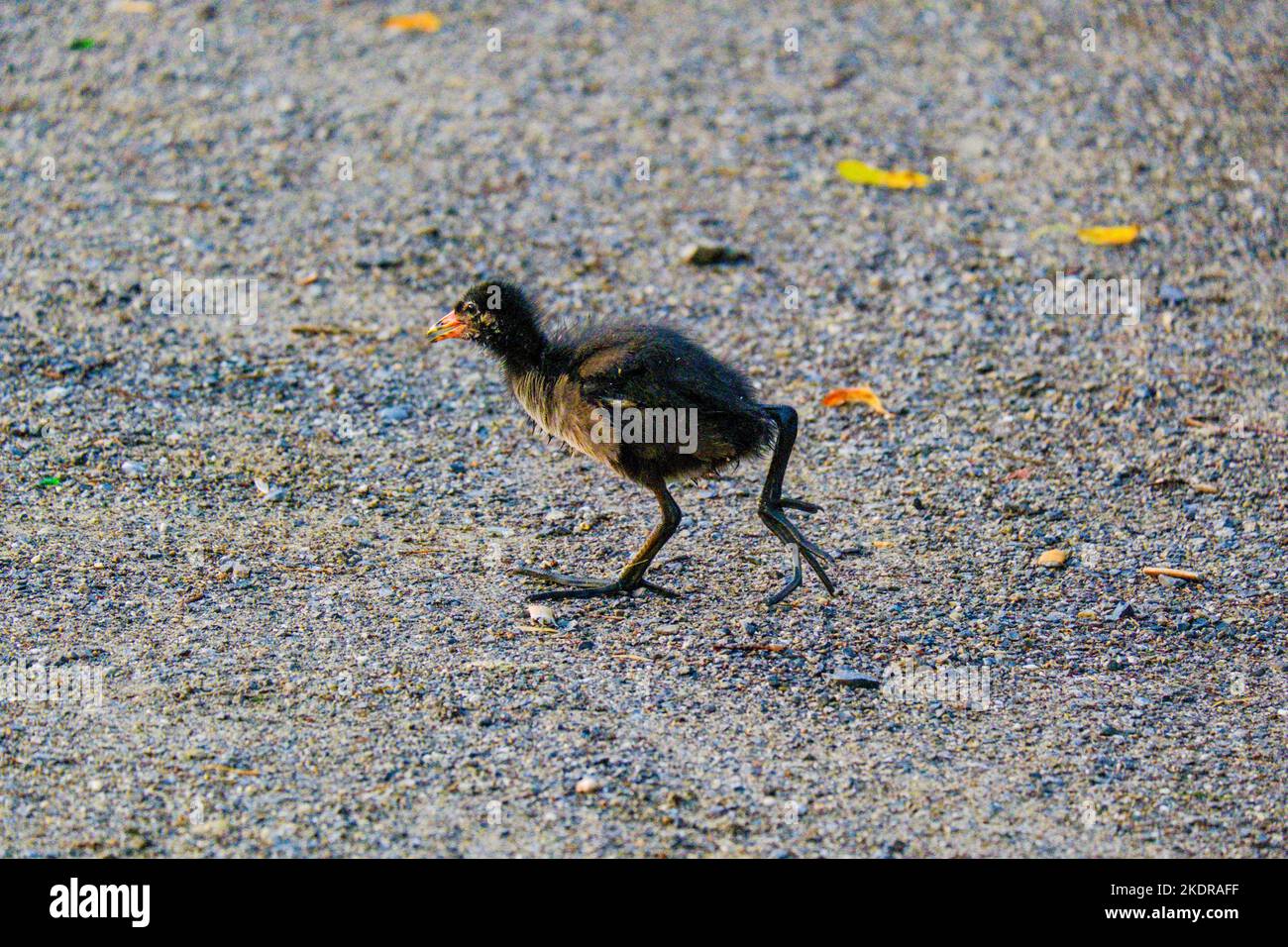 american coot bird with cute baby in green water lake Stock Photo - Alamy