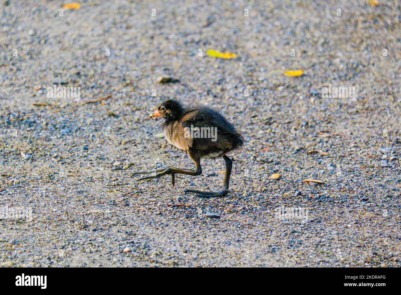 american coot bird with cute baby in green water lake Stock Photo - Alamy