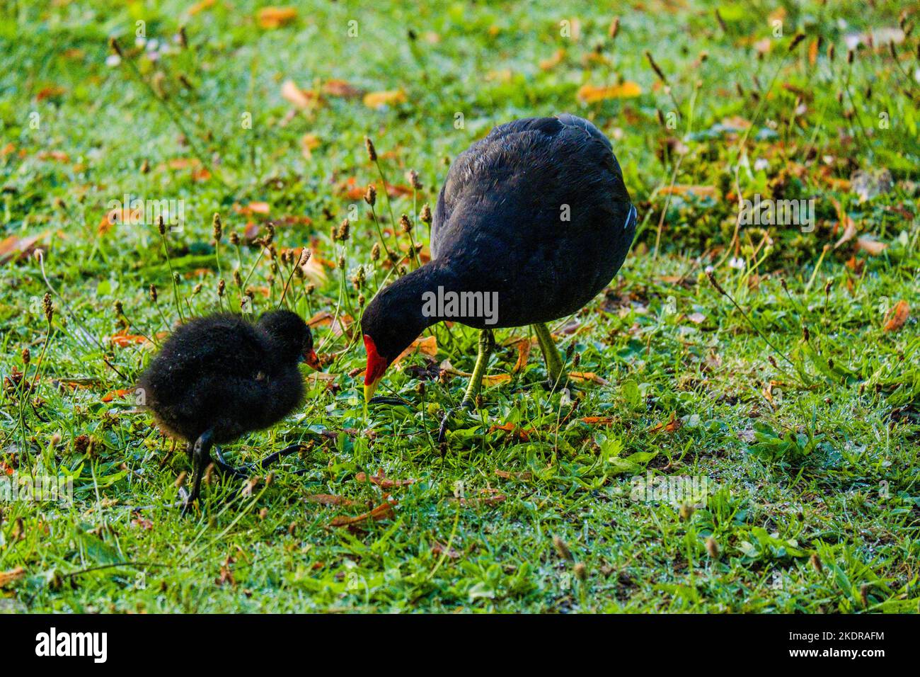 american coot bird with cute baby in green water lake Stock Photo - Alamy