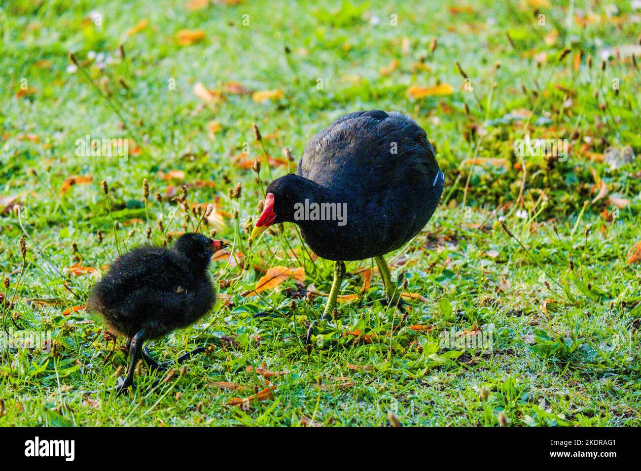 american coot bird with cute baby in green water lake Stock Photo - Alamy