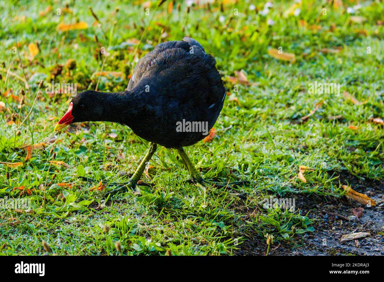american coot bird with cute baby in green water lake Stock Photo - Alamy