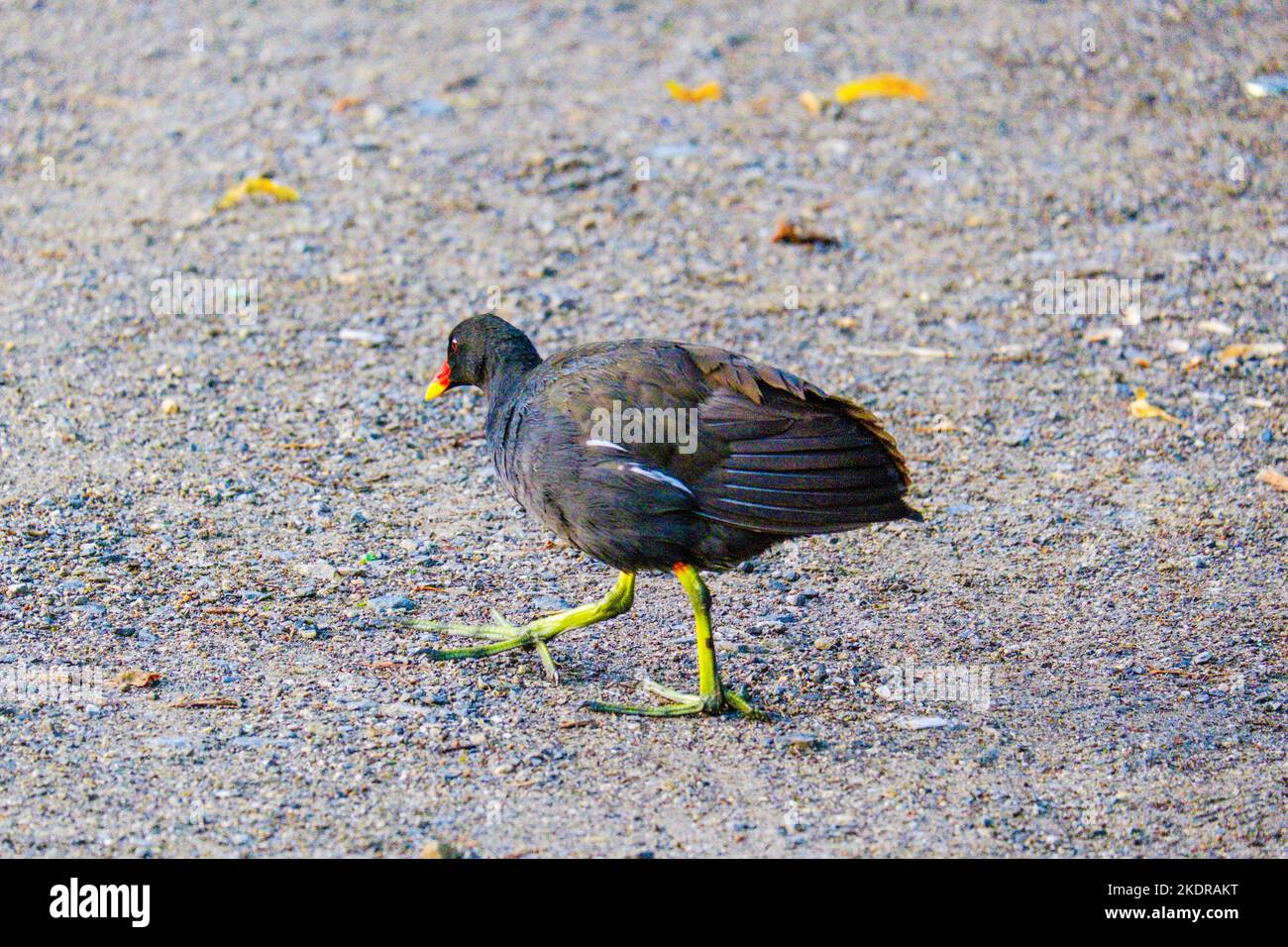 american coot bird with cute baby in green water lake Stock Photo - Alamy