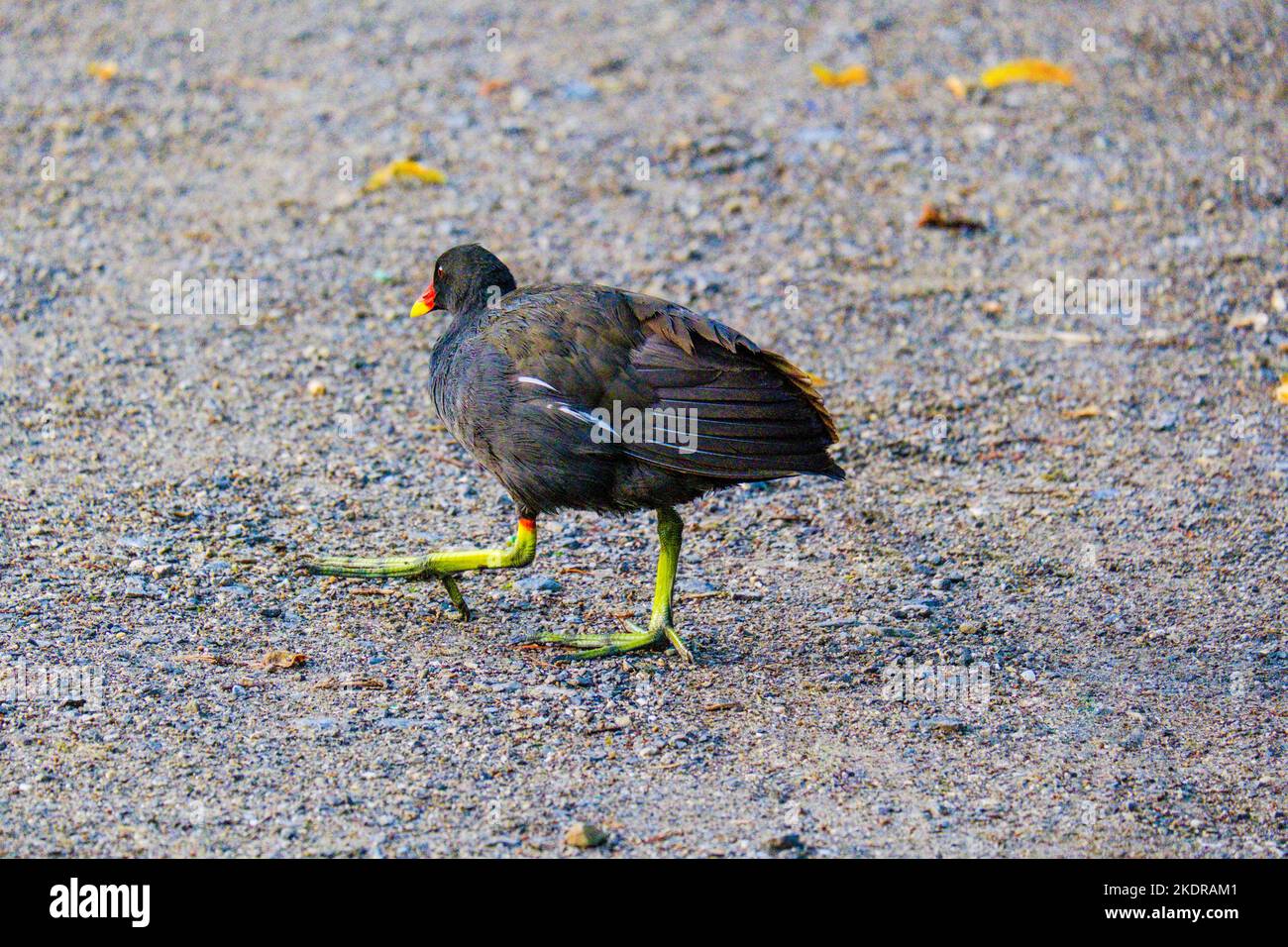 american coot bird with cute baby in green water lake Stock Photo - Alamy