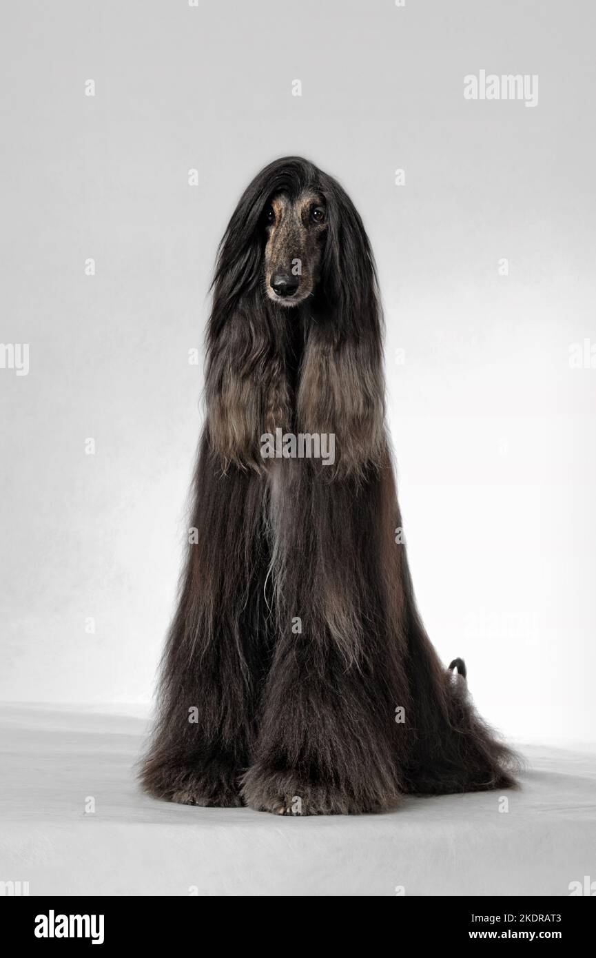Afghan hound dog sitting hi-res stock photography and images - Alamy