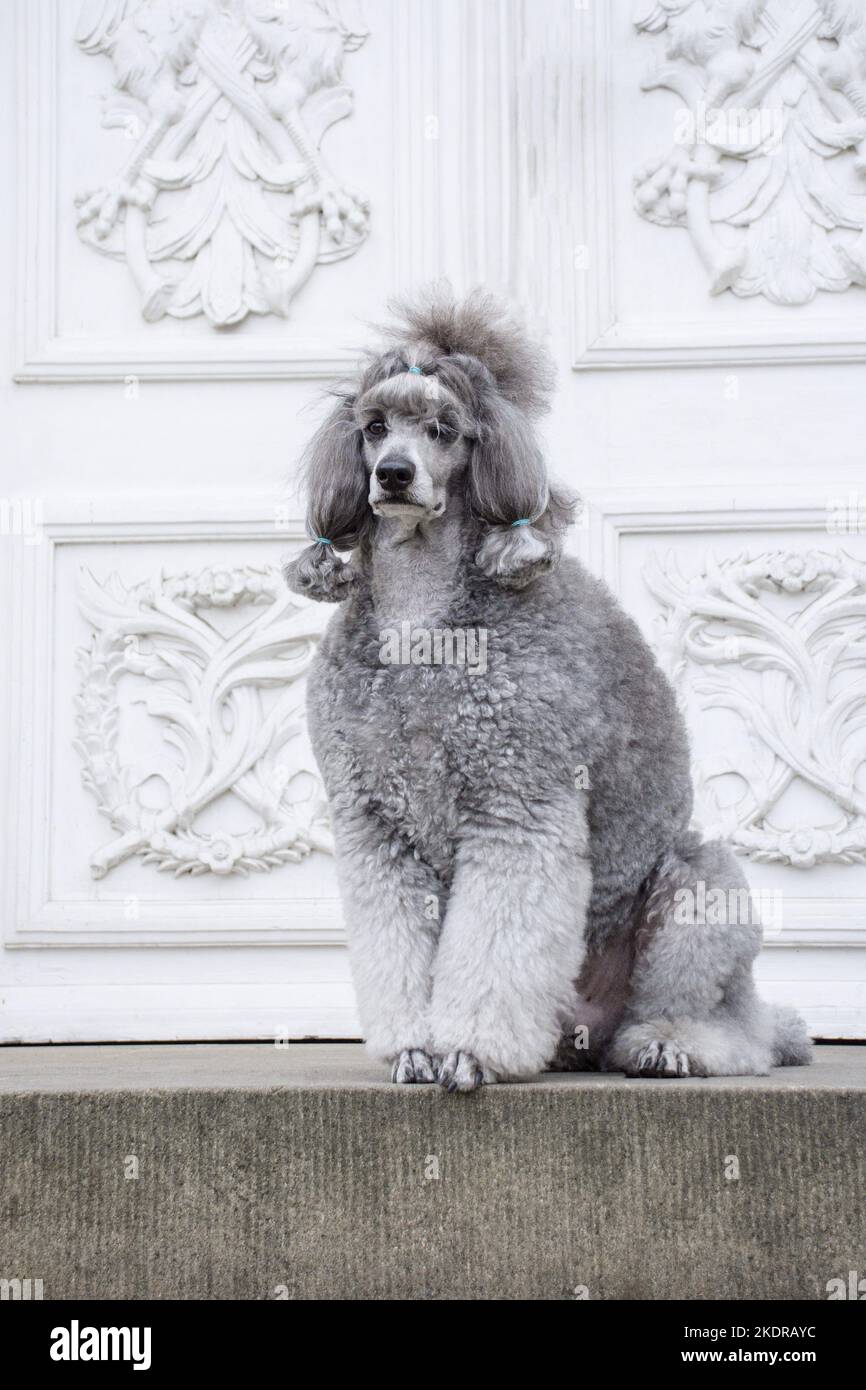 male Royal Standard Poodle Stock Photo - Alamy