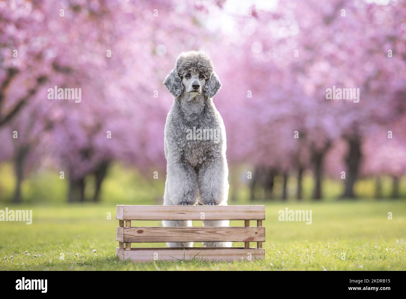male Royal Standard Poodle Stock Photo - Alamy
