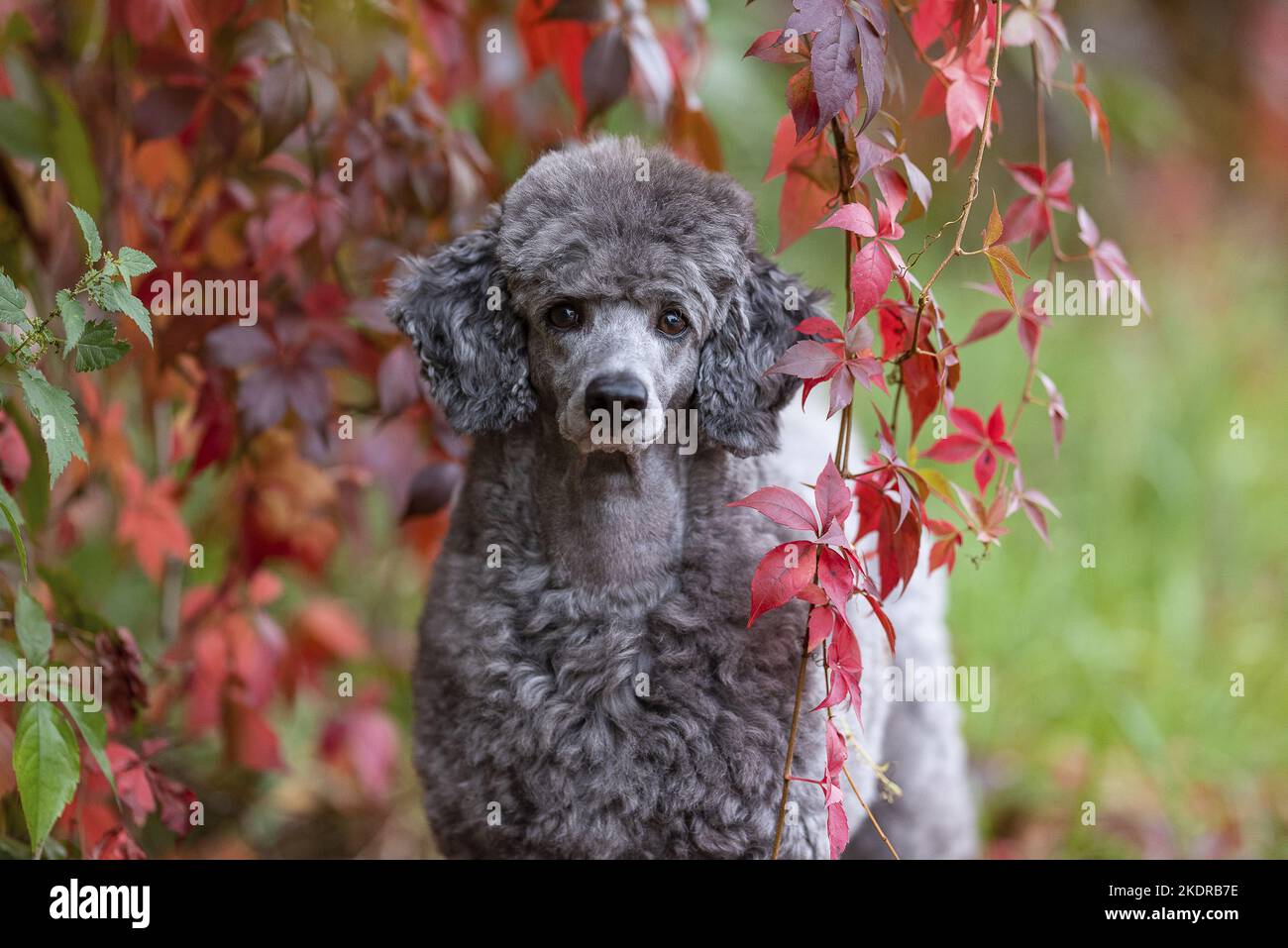 male Royal Standard Poodle Stock Photo - Alamy