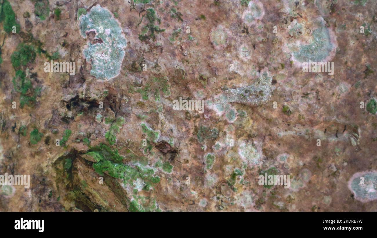 beautiful bark texture as background Stock Photo - Alamy