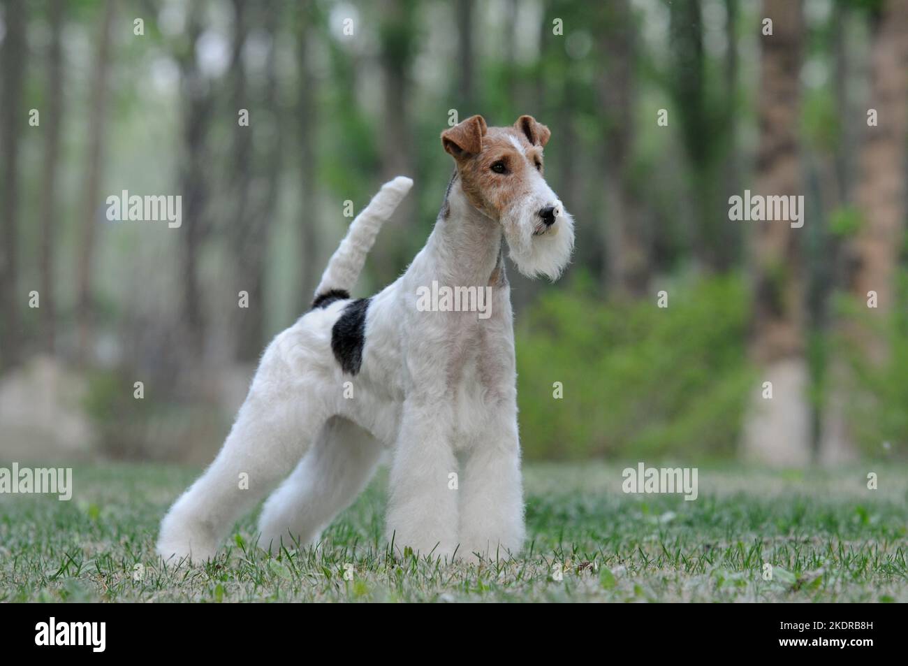 Wire fox terrier hi-res stock photography and images - Alamy