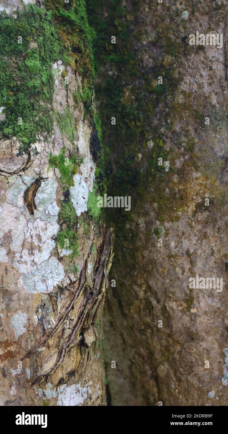 beautiful bark texture as background Stock Photo - Alamy