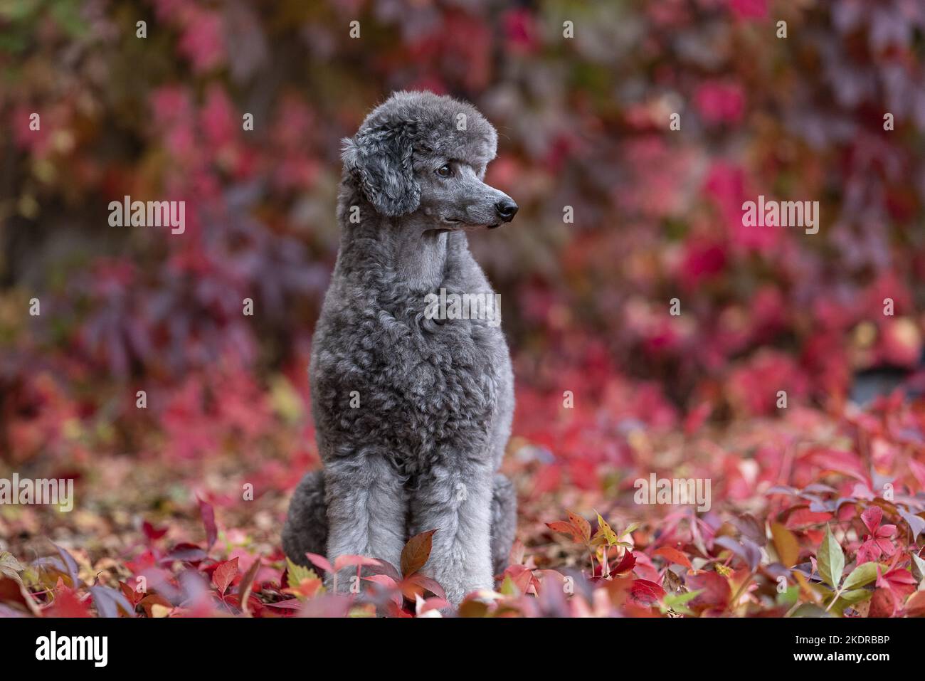 male Royal Standard Poodle Stock Photo - Alamy