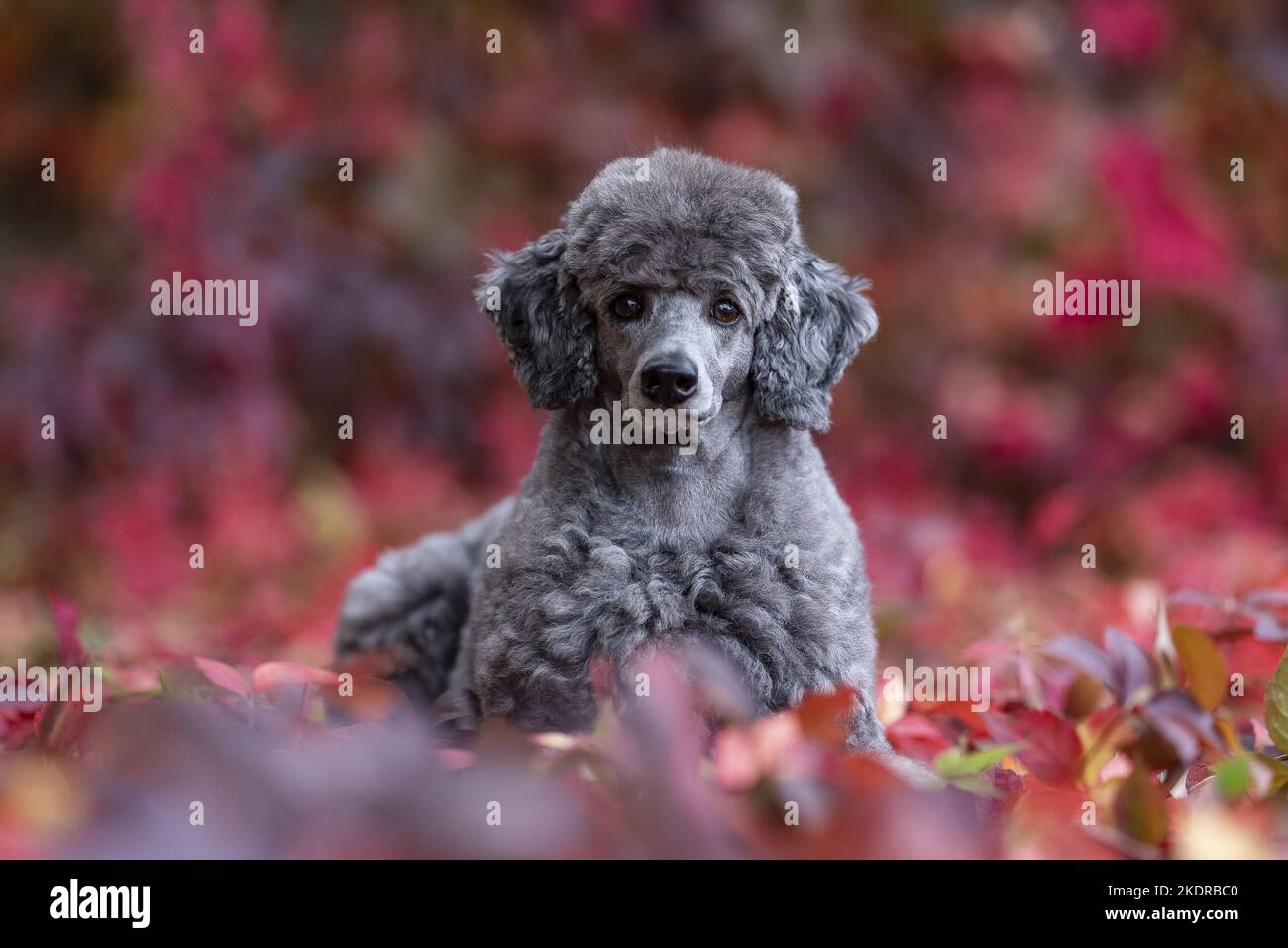 male Royal Standard Poodle Stock Photo - Alamy