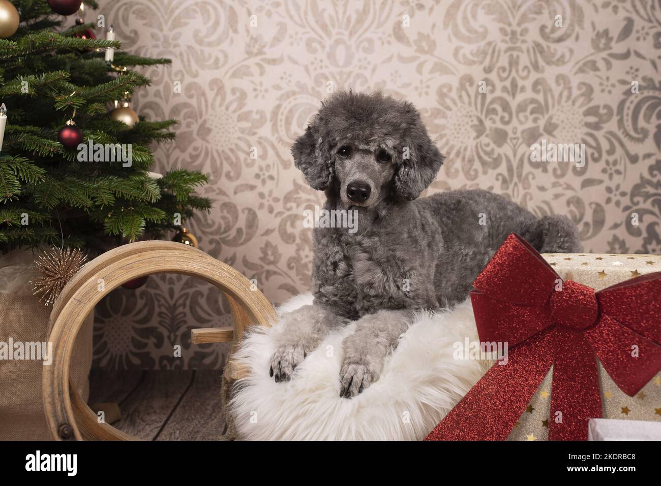 Poodle with wallpaper hi-res stock photography and images - Alamy