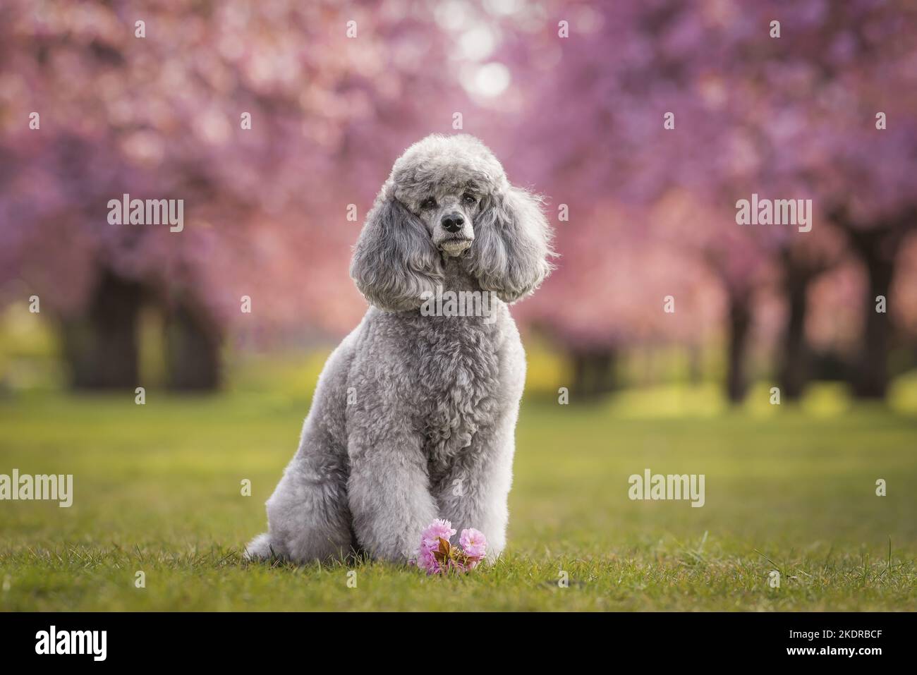 male Royal Standard Poodle Stock Photo - Alamy