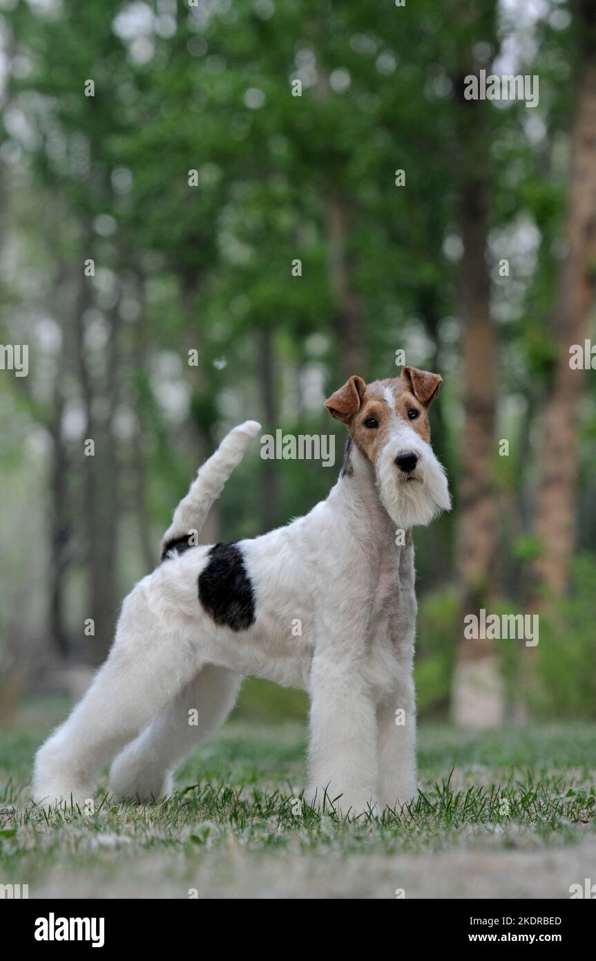 Wire Fox Terrier Stock Photo - Alamy