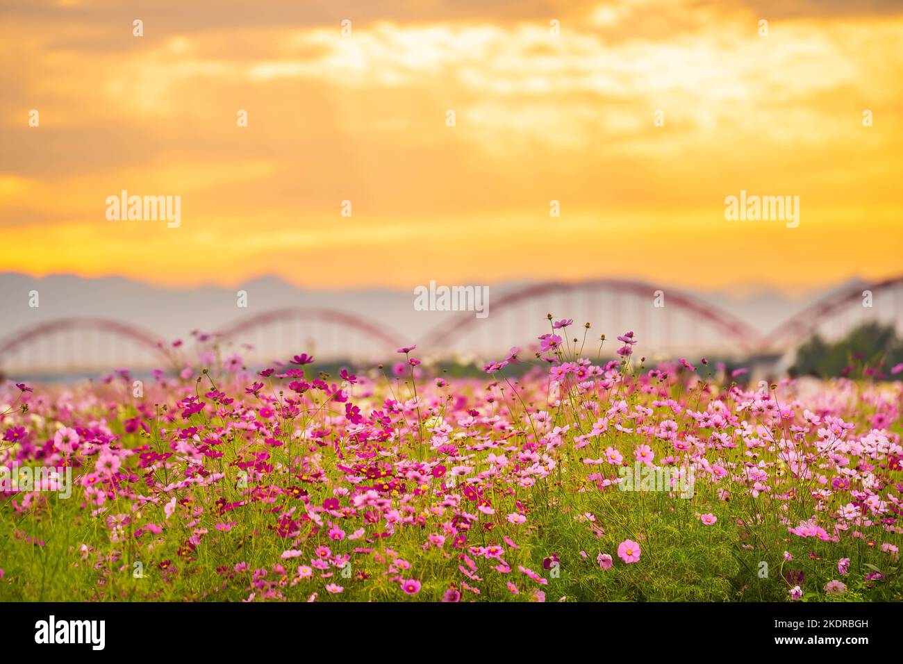 Arakawa Cosmos Field in autumn Stock Photo - Alamy