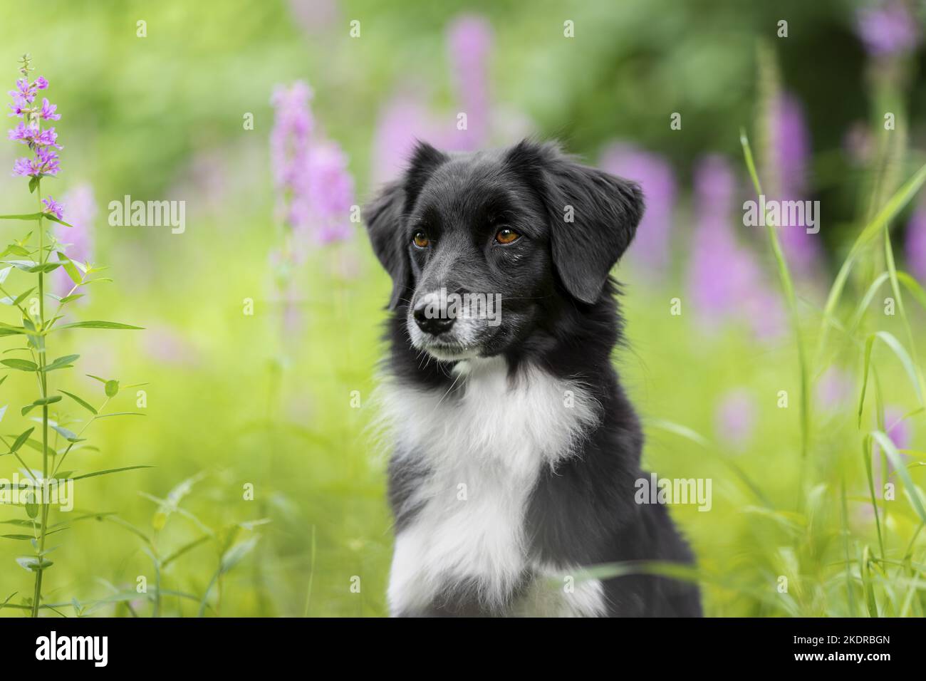 female Miniature Australian Shepherd Stock Photo - Alamy