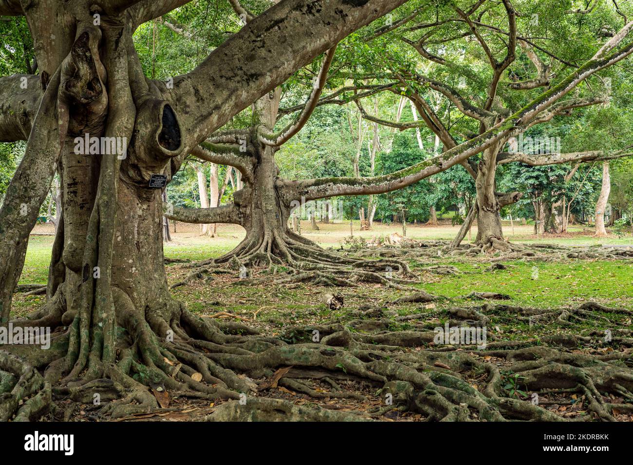 Ficus Benjamina with long branches. Royal Botanic King Gardens ...