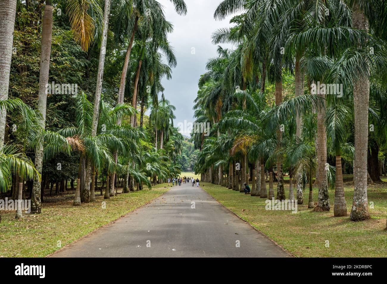 Palm Tree Alley in Royal Botanic King Gardens. Peradeniya. Kandy. Sri ...