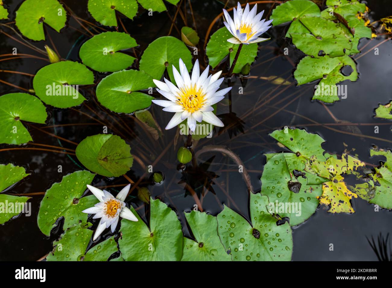 Water Lilly at Royal Botanic King Gardens. Peradeniya. Kandy. Sri Lanka ...