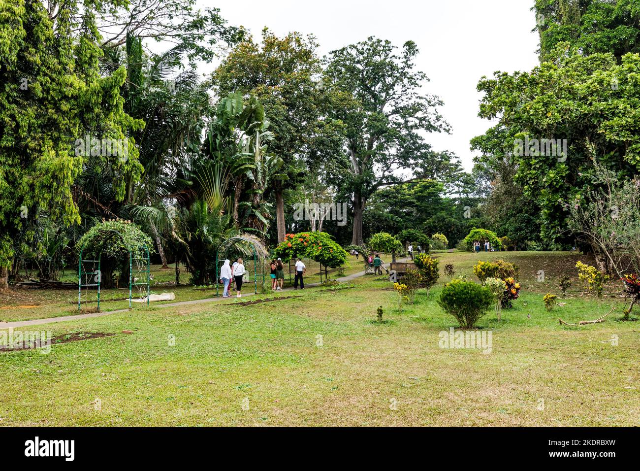 Palm Tree Alley in Royal Botanic King Gardens. Peradeniya. Kandy. Sri ...