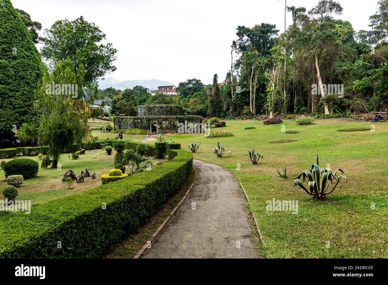 Palm Tree Alley in Royal Botanic King Gardens. Peradeniya. Kandy. Sri ...