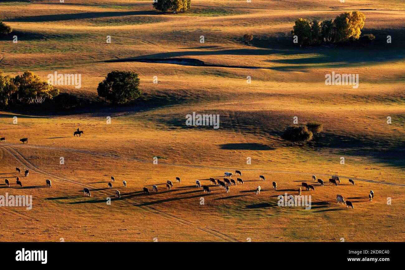 Bashang plateau hi-res stock photography and images - Alamy