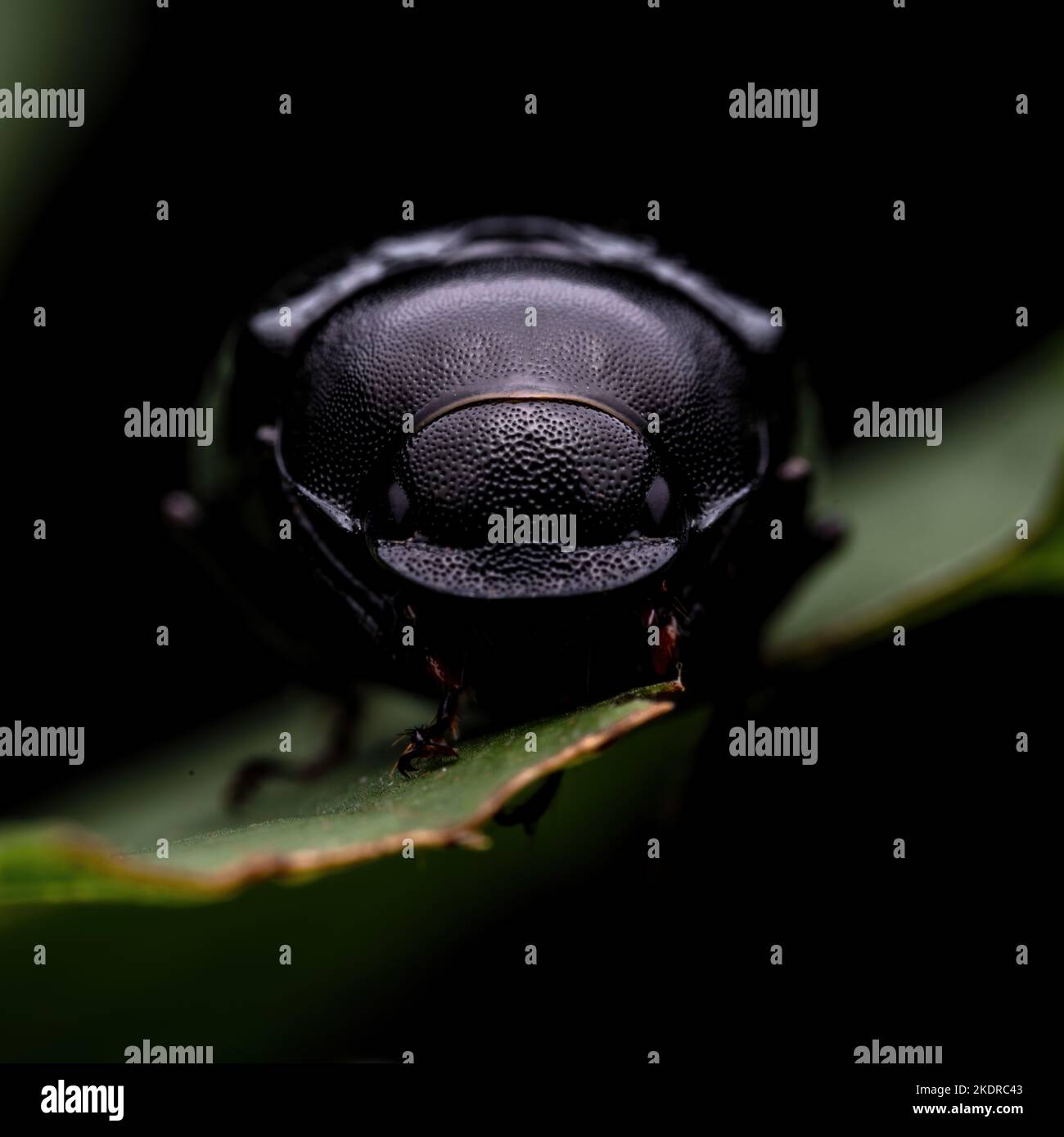 Chongqing mountain nature reserve of insects - spade armour Stock Photo ...