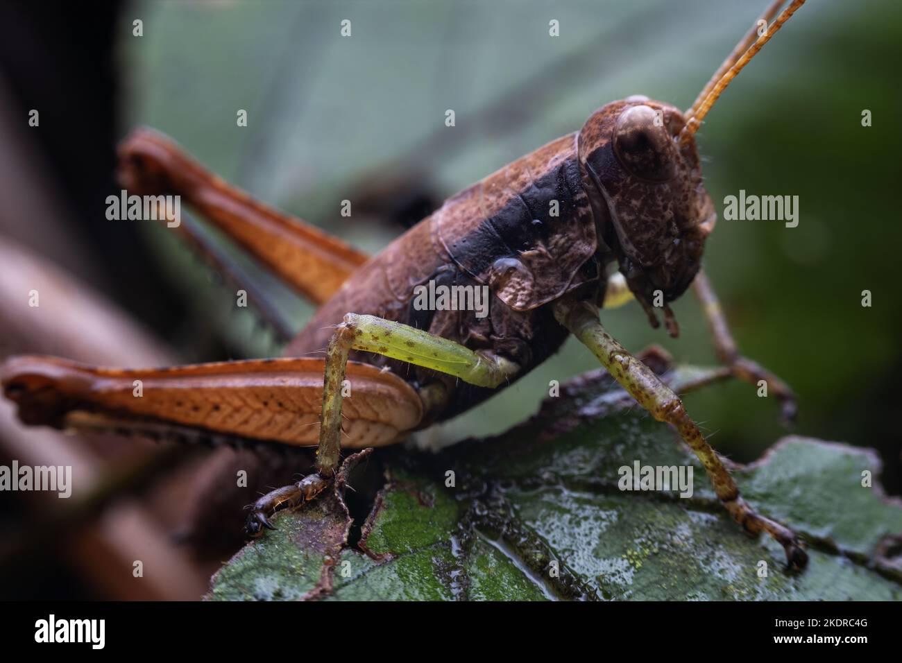 Chongqing mountain nature reserve of insects - bugs Stock Photo - Alamy
