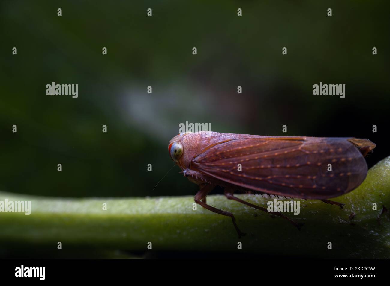 Chongqing mountain nature reserve of insects - leaf hoppers Stock Photo ...
