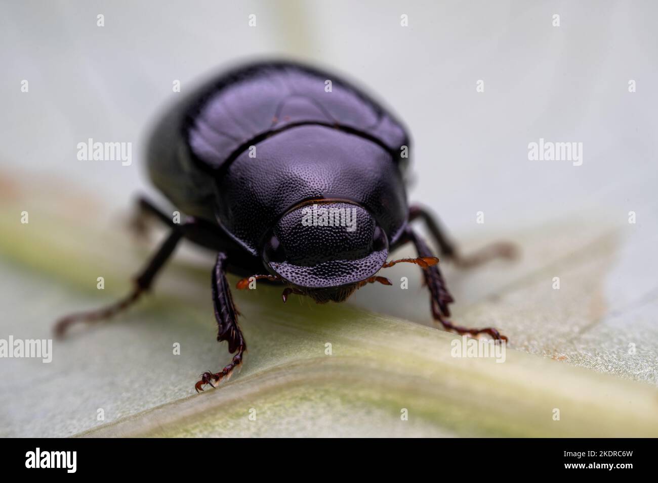 Chongqing mountain nature reserve of insects - spade armour Stock Photo ...