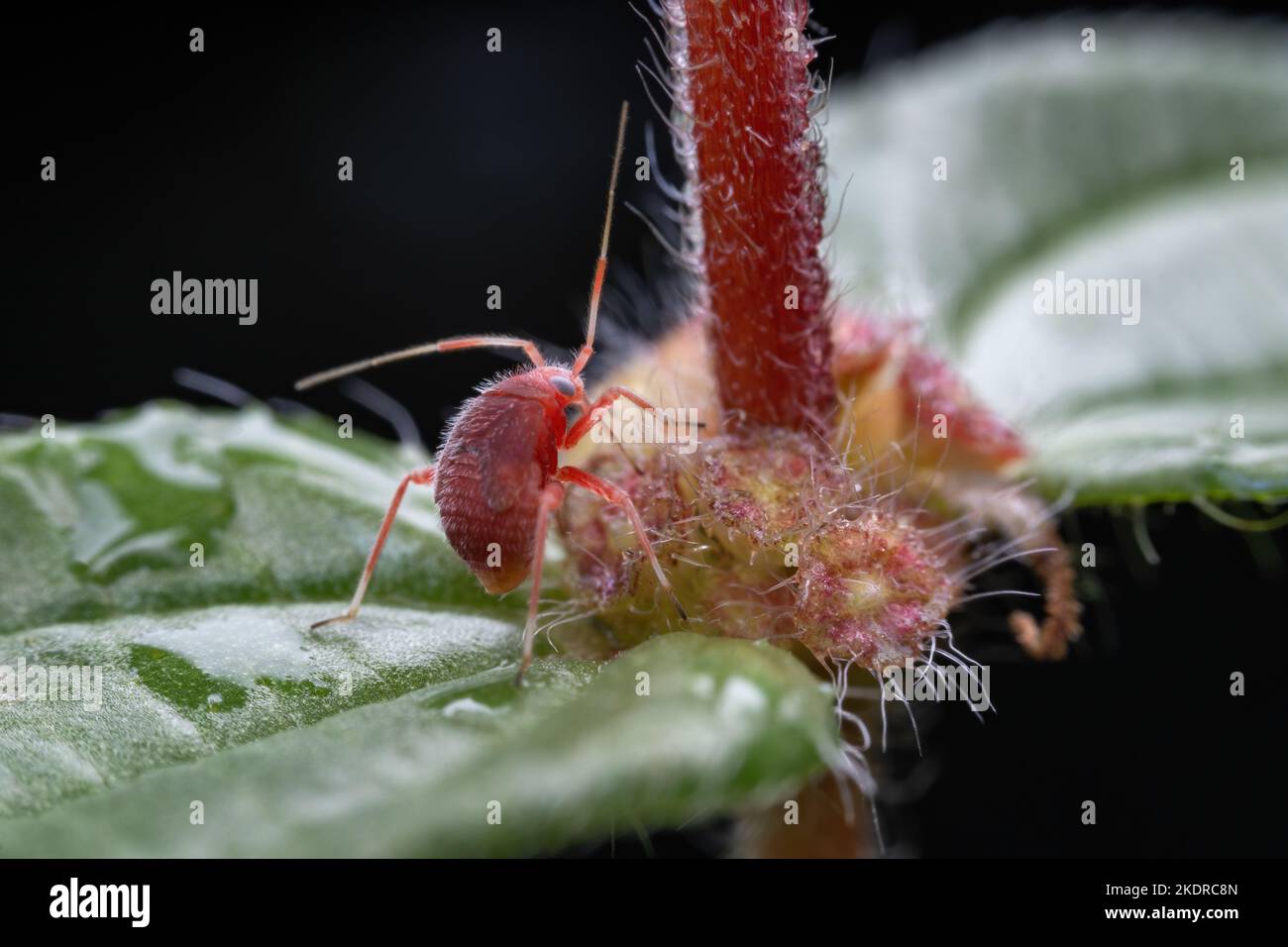 Chongqing mountain nature reserve of insects - starscream Stock Photo ...