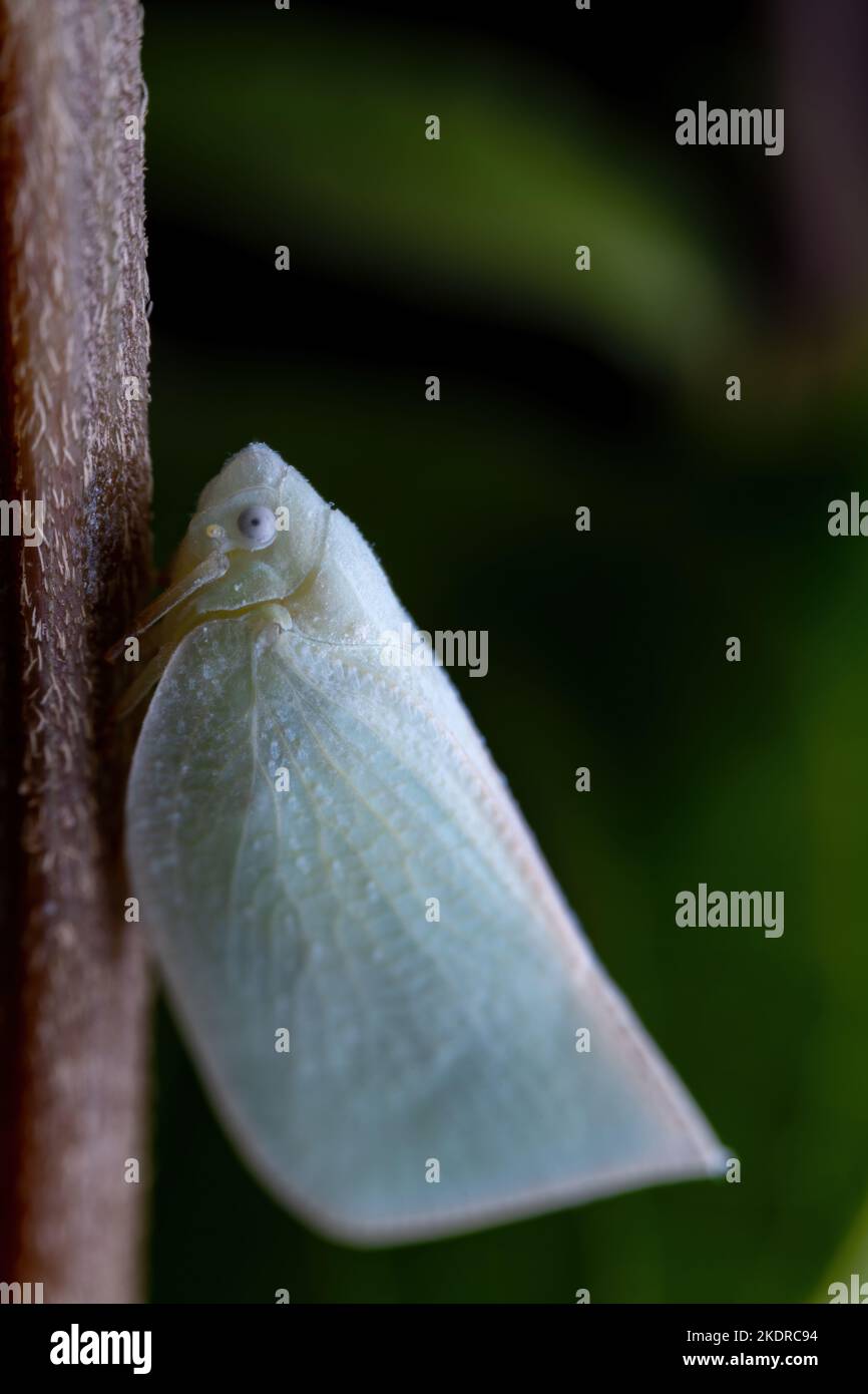 Chongqing mountain nature reserve of insects - green wax moth cicadas ...