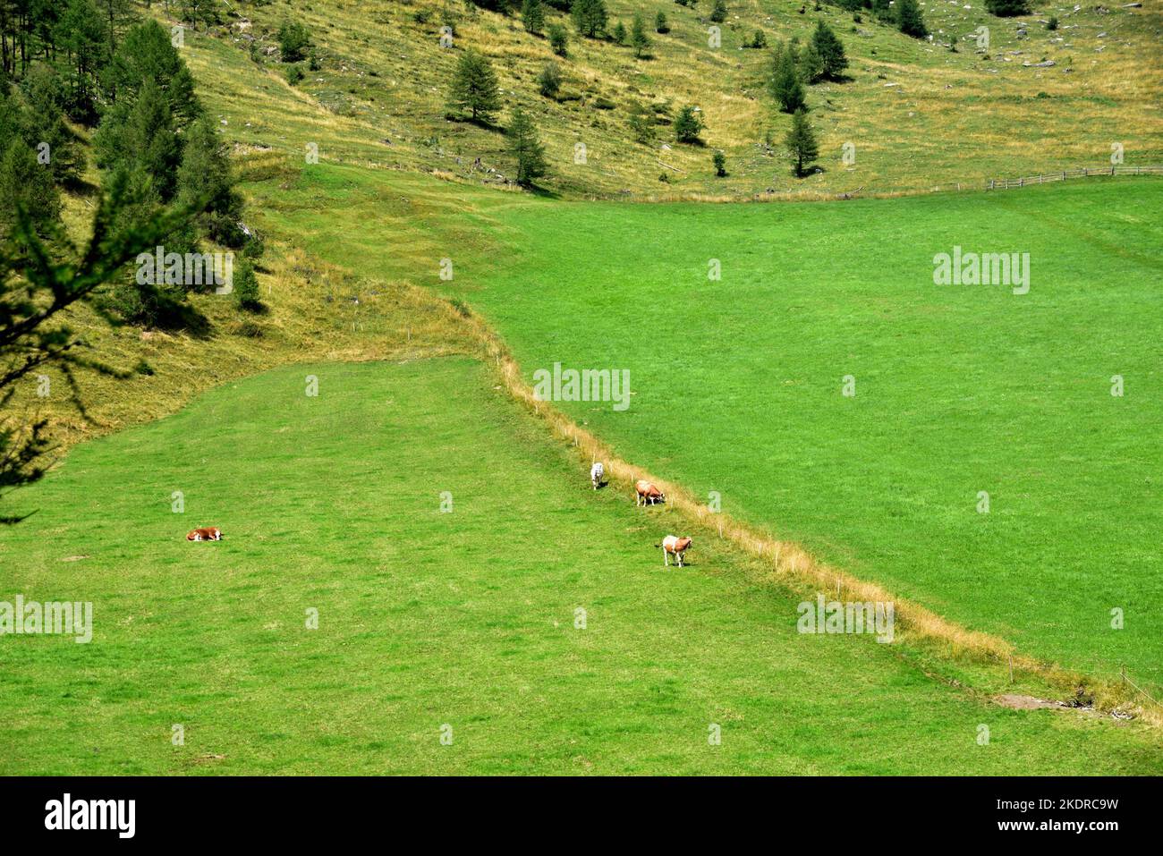 A large high mountain meadow ideal place for grazing cows, for them it ...