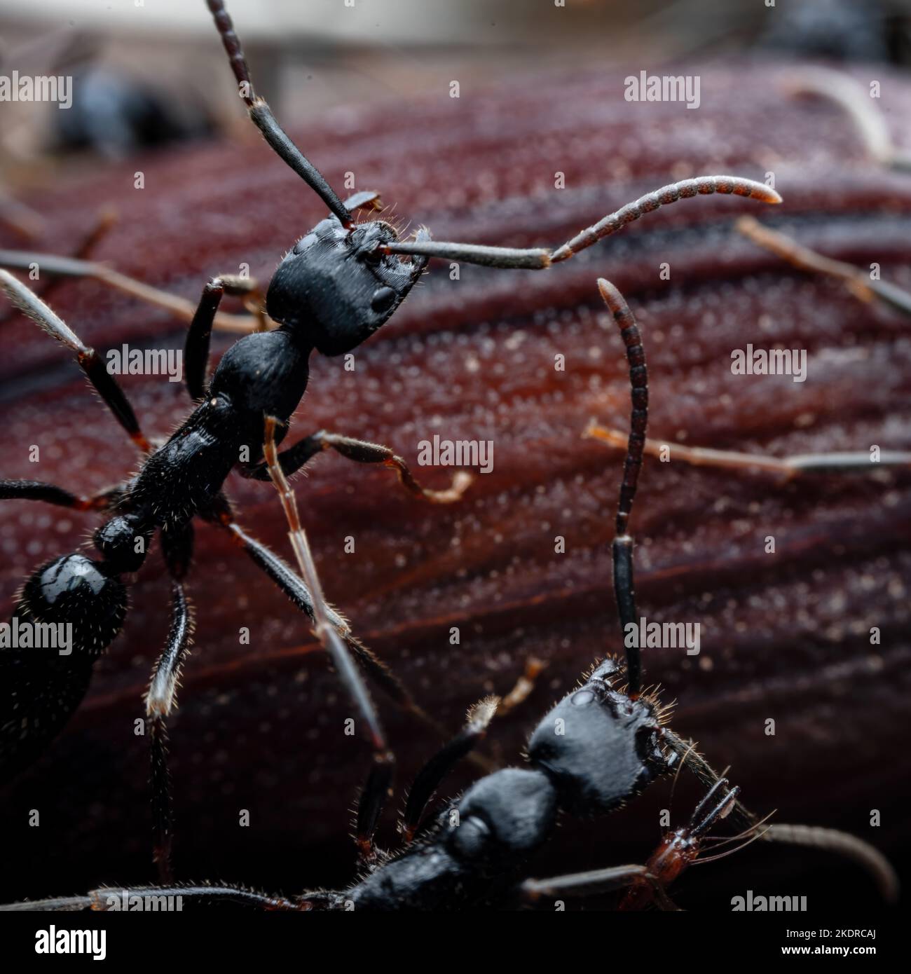 Chongqing mountain nature reserve of insects - bugs Stock Photo - Alamy
