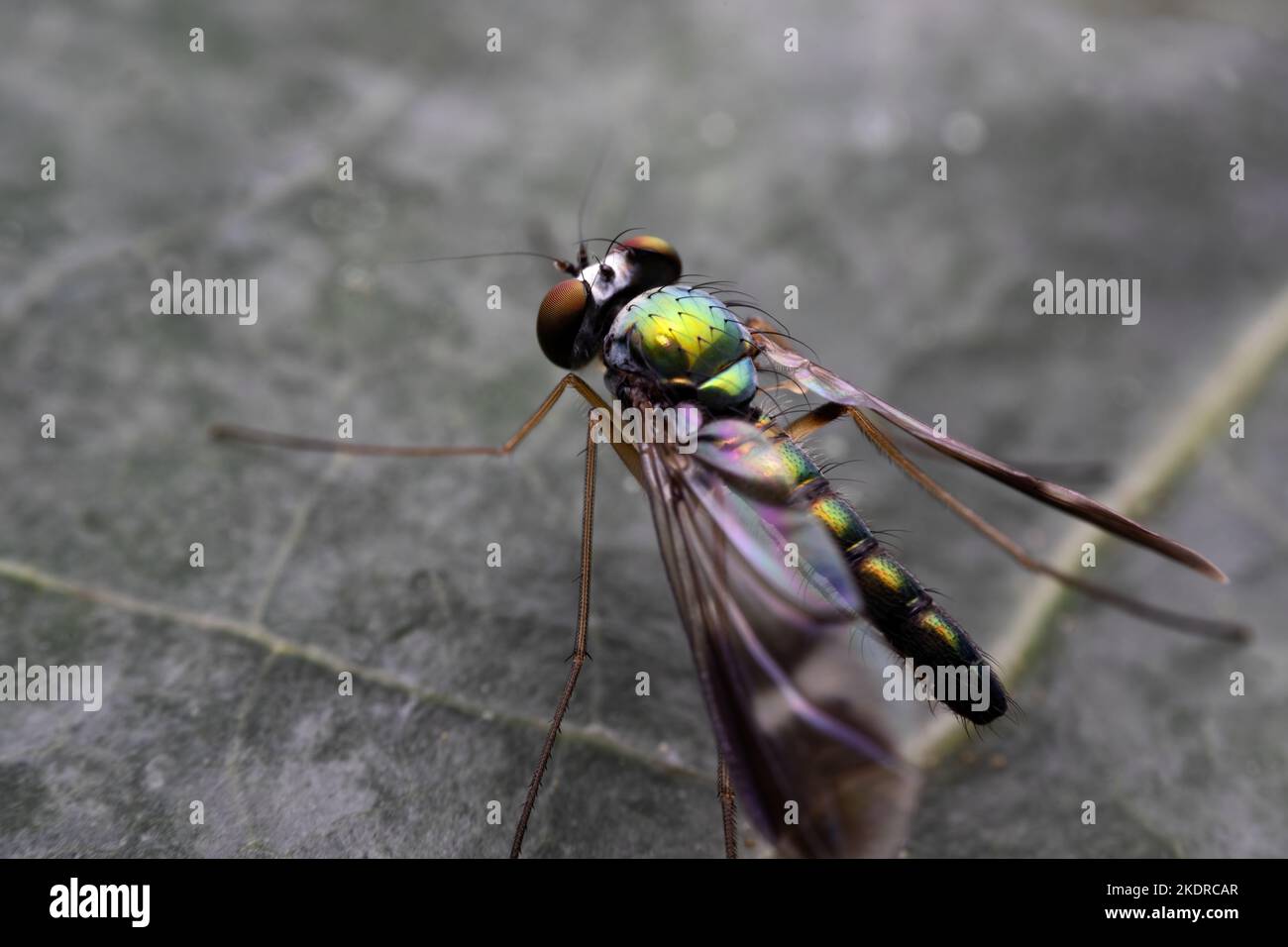 Chongqing mountain nature reserve of insects - rapid fly in all ...