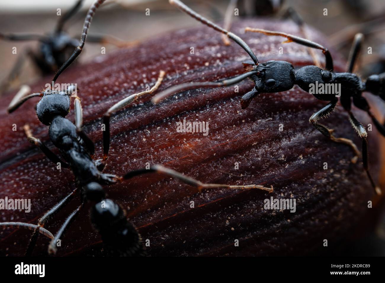 Chongqing mountain nature reserve of insects - ants Stock Photo - Alamy