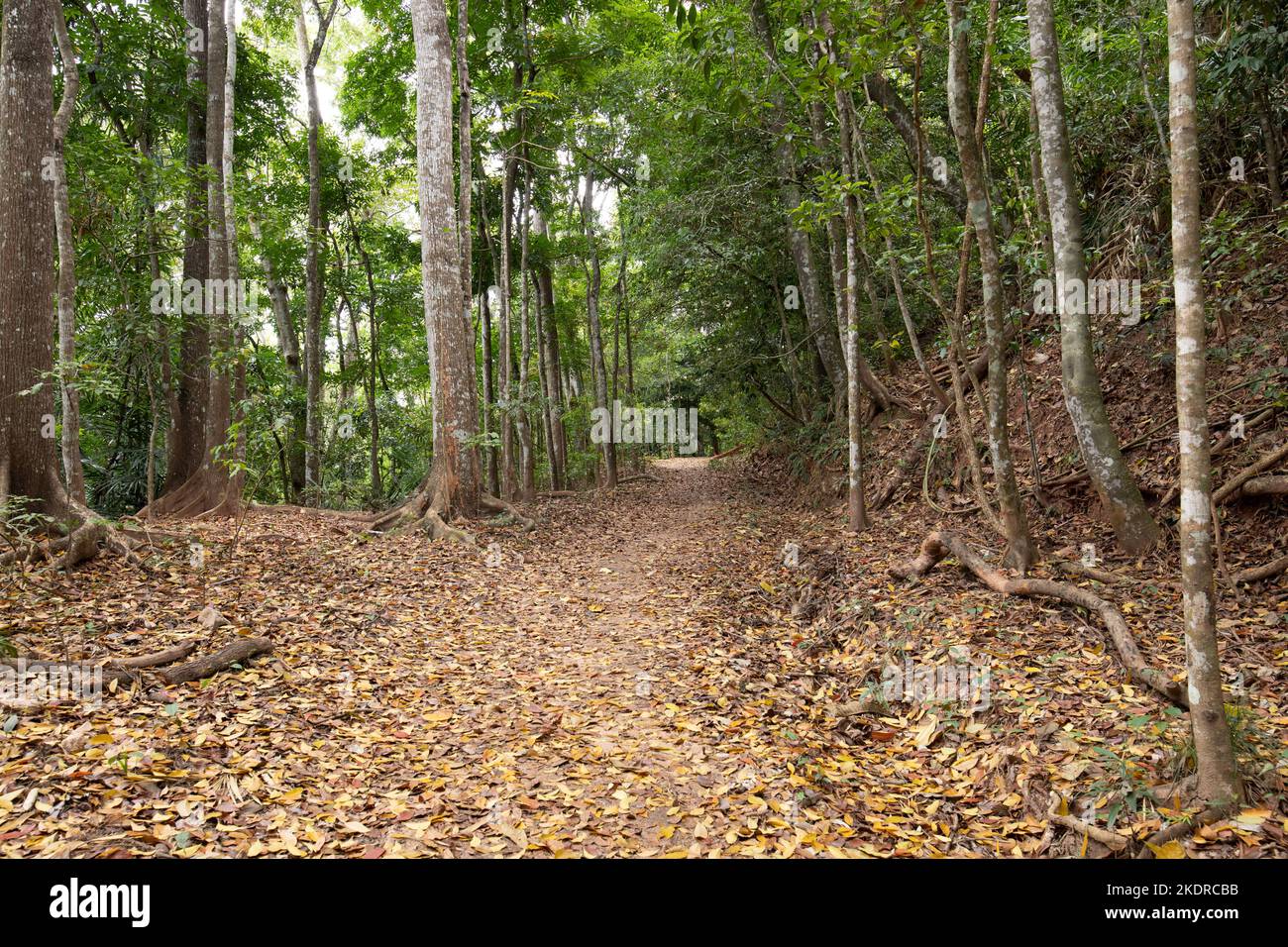Kandy Udawatta Kele Royal Forest Park or Udawattakele Sanctuary in the ...