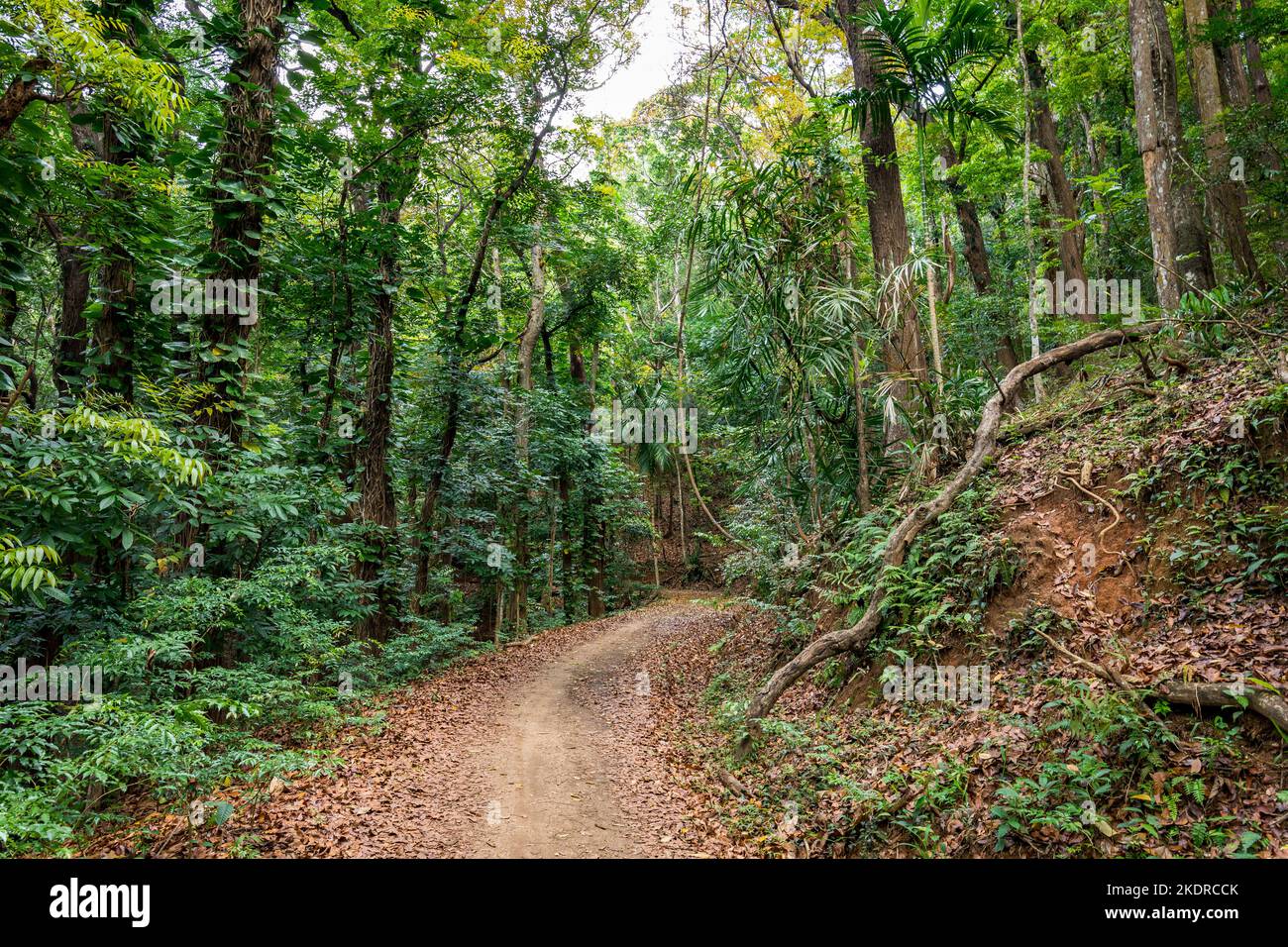 Kandy Udawatta Kele Royal Forest Park or Udawattakele Sanctuary in the ...