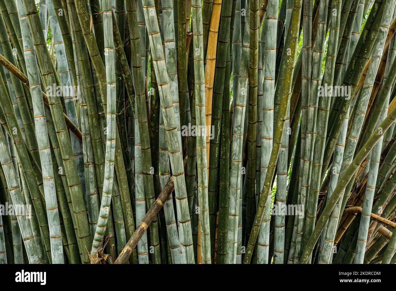 Giant bamboo. Through the bamboo tops of the sun's rays make their way ...