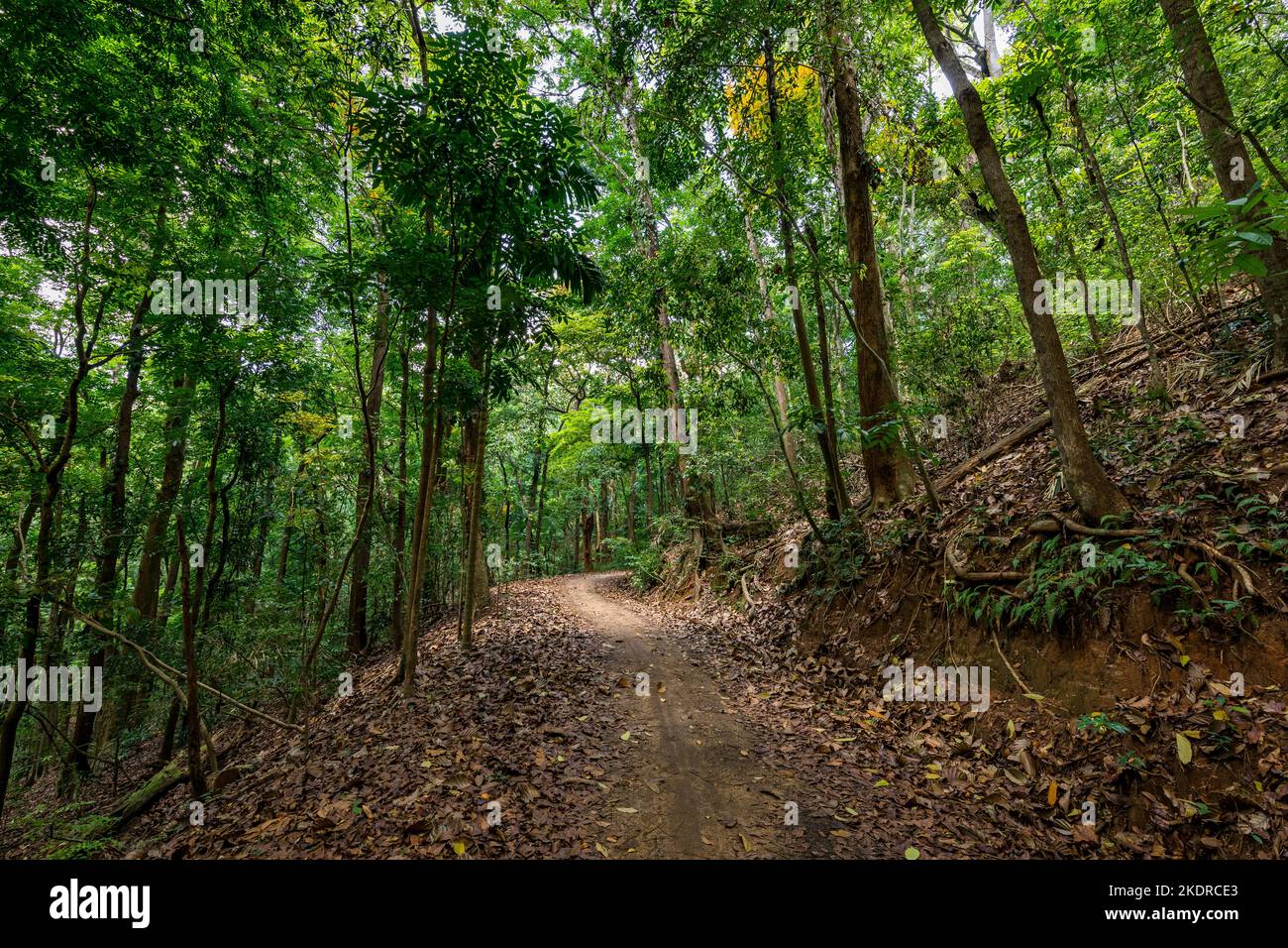 Kandy Udawatta Kele Royal Forest Park or Udawattakele Sanctuary in the ...